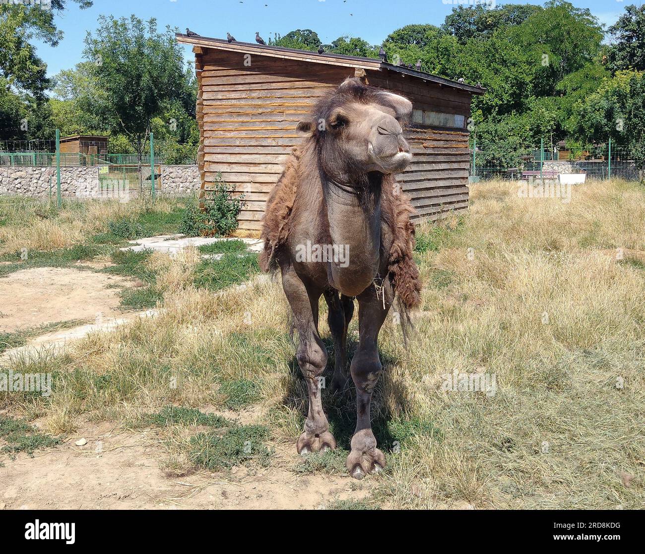Camel at the Oradea zoo, Romania Stock Photo - Alamy