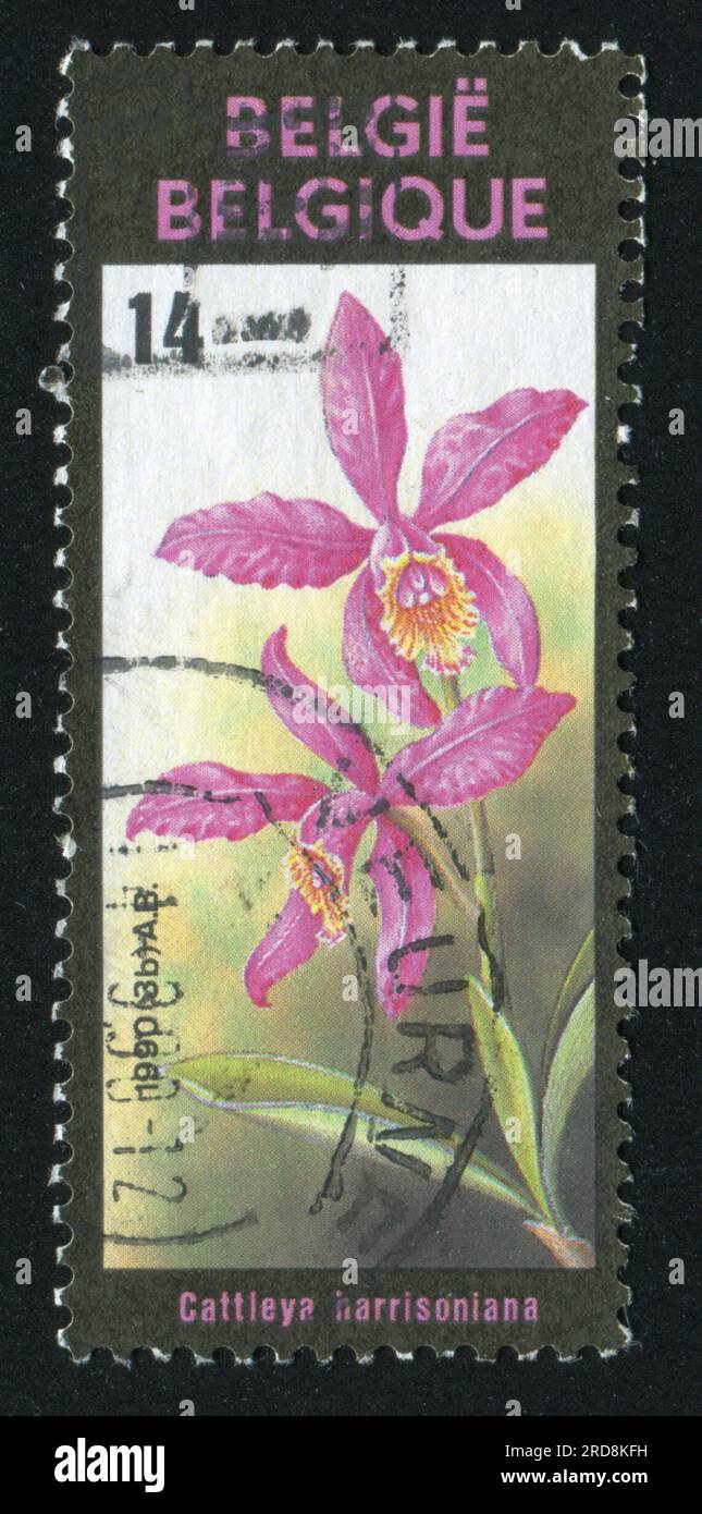 BELGIUM - CIRCA 1990: stamp printed by Belgium, shows flower Cattleya harrisoniana, circa 1990 ...