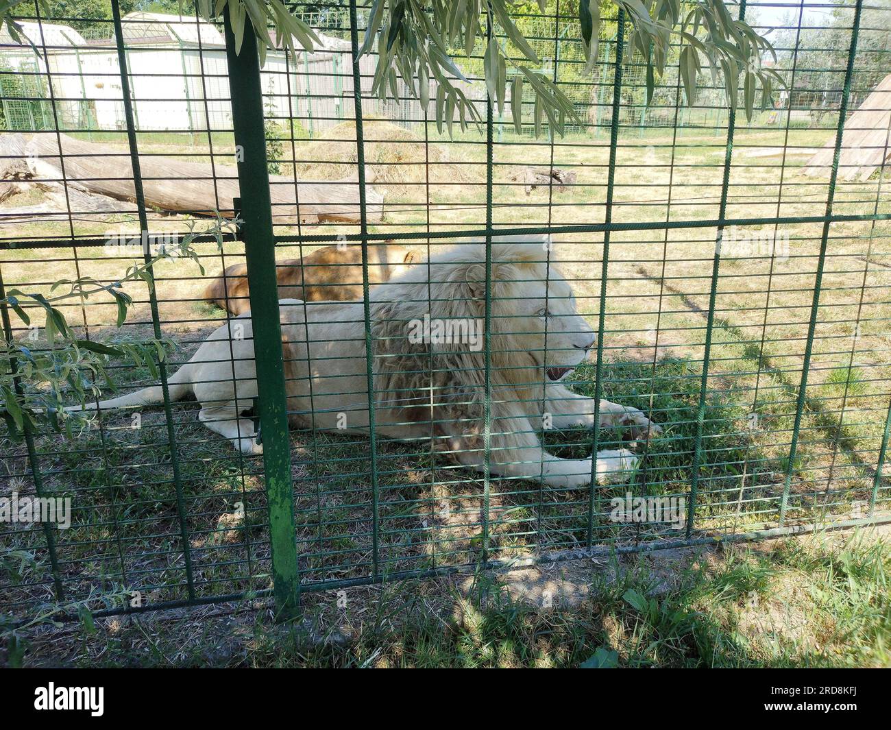 Lion at the Oradea zoo, Romania Stock Photo - Alamy