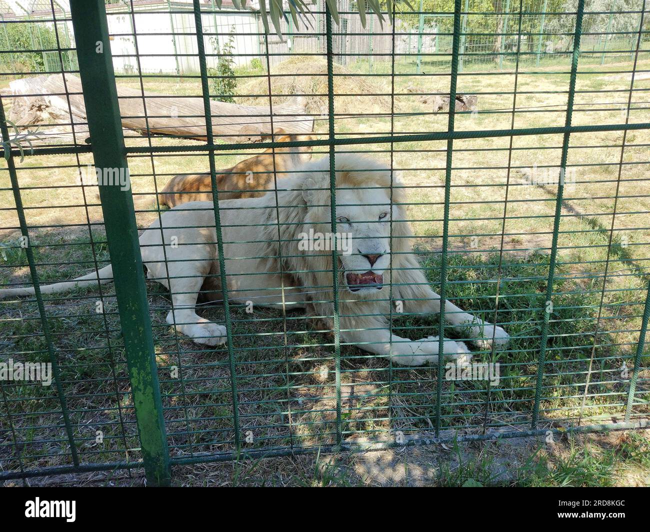 Lion at the Oradea zoo, Romania Stock Photo - Alamy