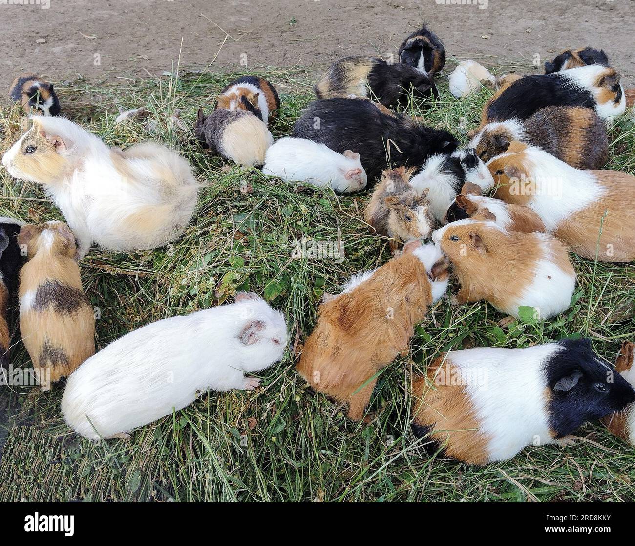 Group of guinea pigs. A lot of guinea pigs Stock Photo - Alamy