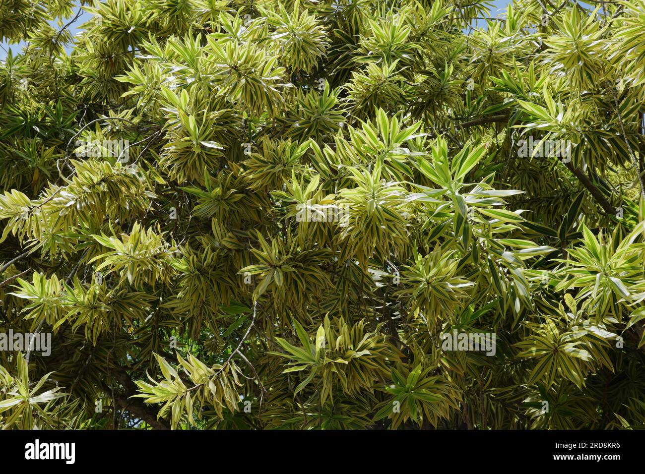 A fully grown Dracaena reflexa variegata (song of India) tree in the ...