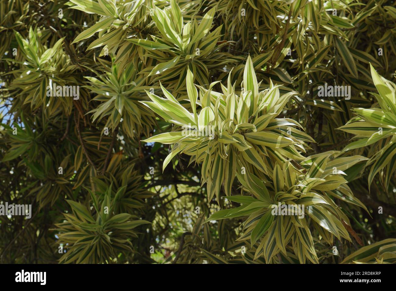 Close up view of the branches of a Dracaena reflexa variegata (song of ...
