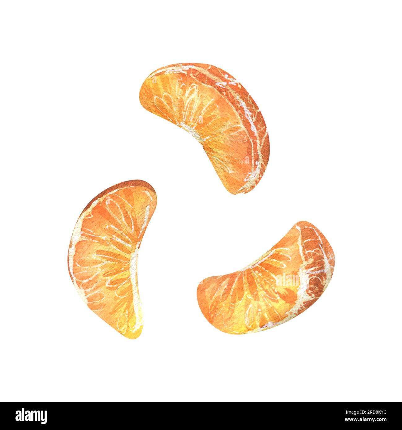 Peeled orange tangerine individual slices. Watercolor illustration ...