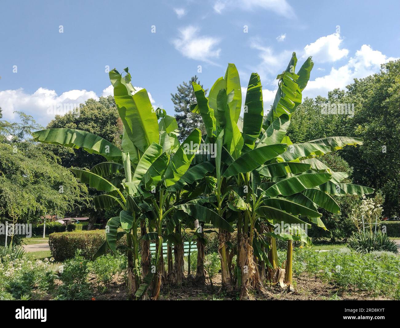 Banana tree with several leaves in Baile Felix, Romania Stock Photo - Alamy