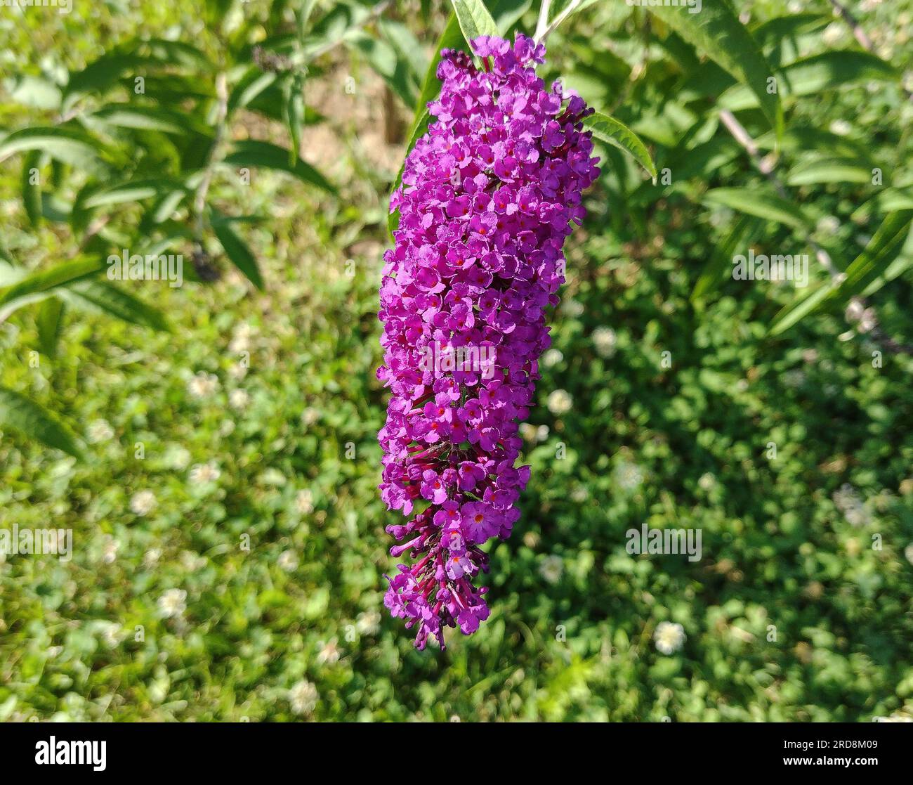 Dense Butterfly Bush in the summer. Buddleja japonica Stock Photo - Alamy