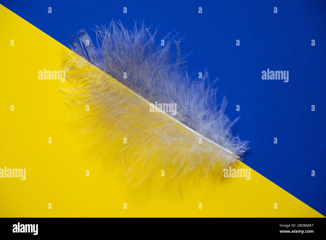 A bird feather lies on a yellow blue paper of the colors of the flag of ...