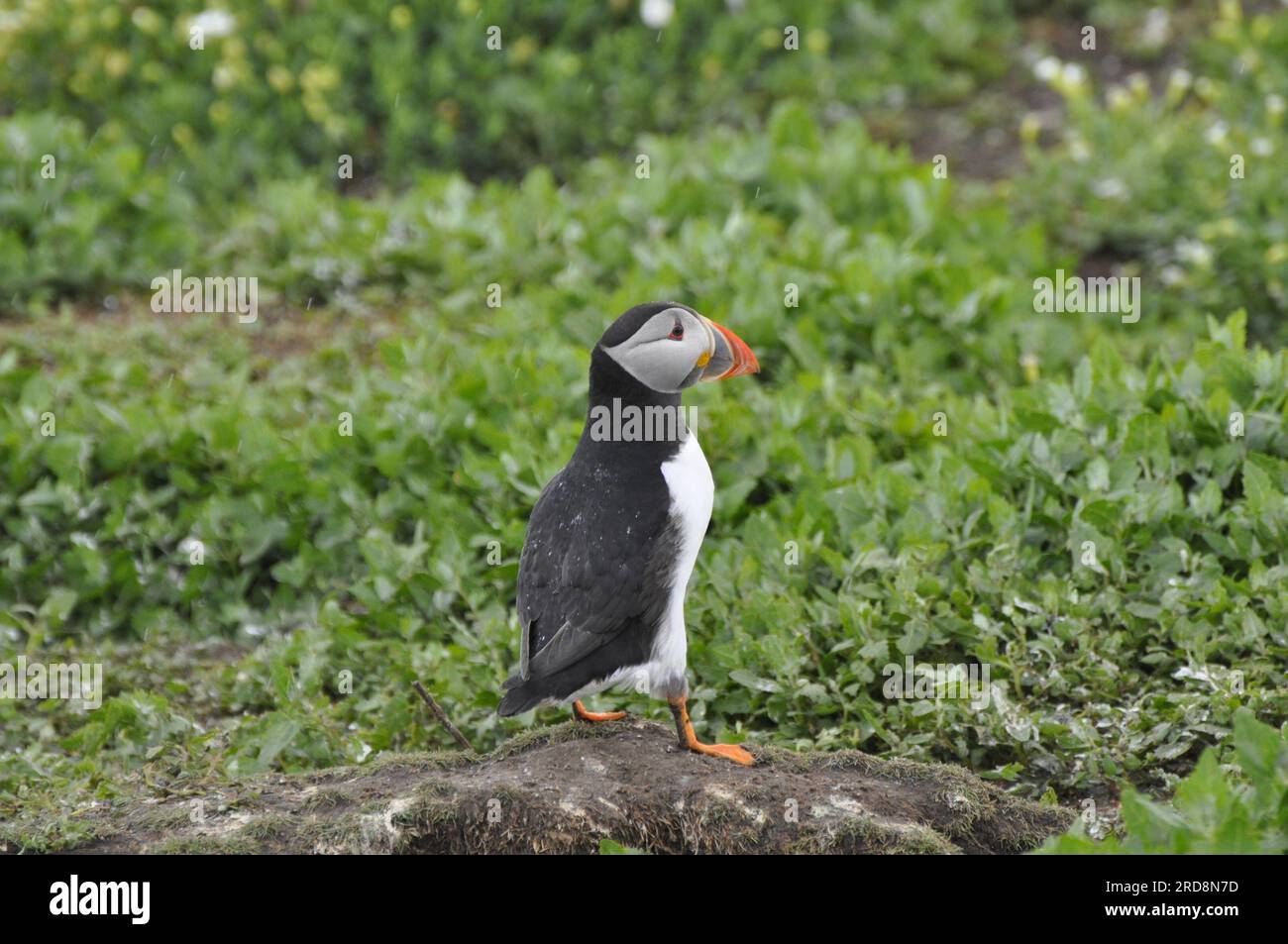 Puffin hovering hi-res stock photography and images - Alamy