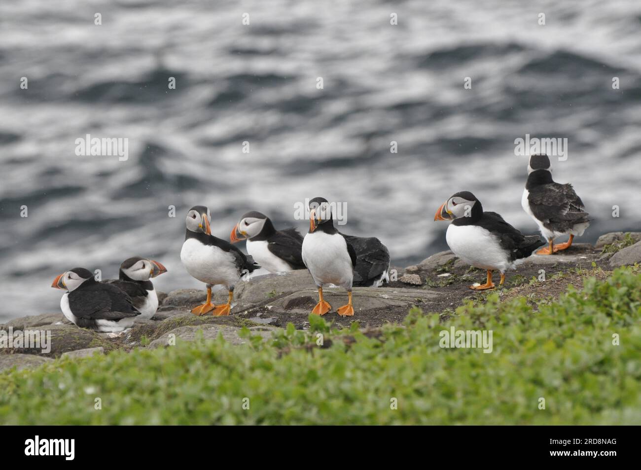 Puffin hovering hi-res stock photography and images - Alamy
