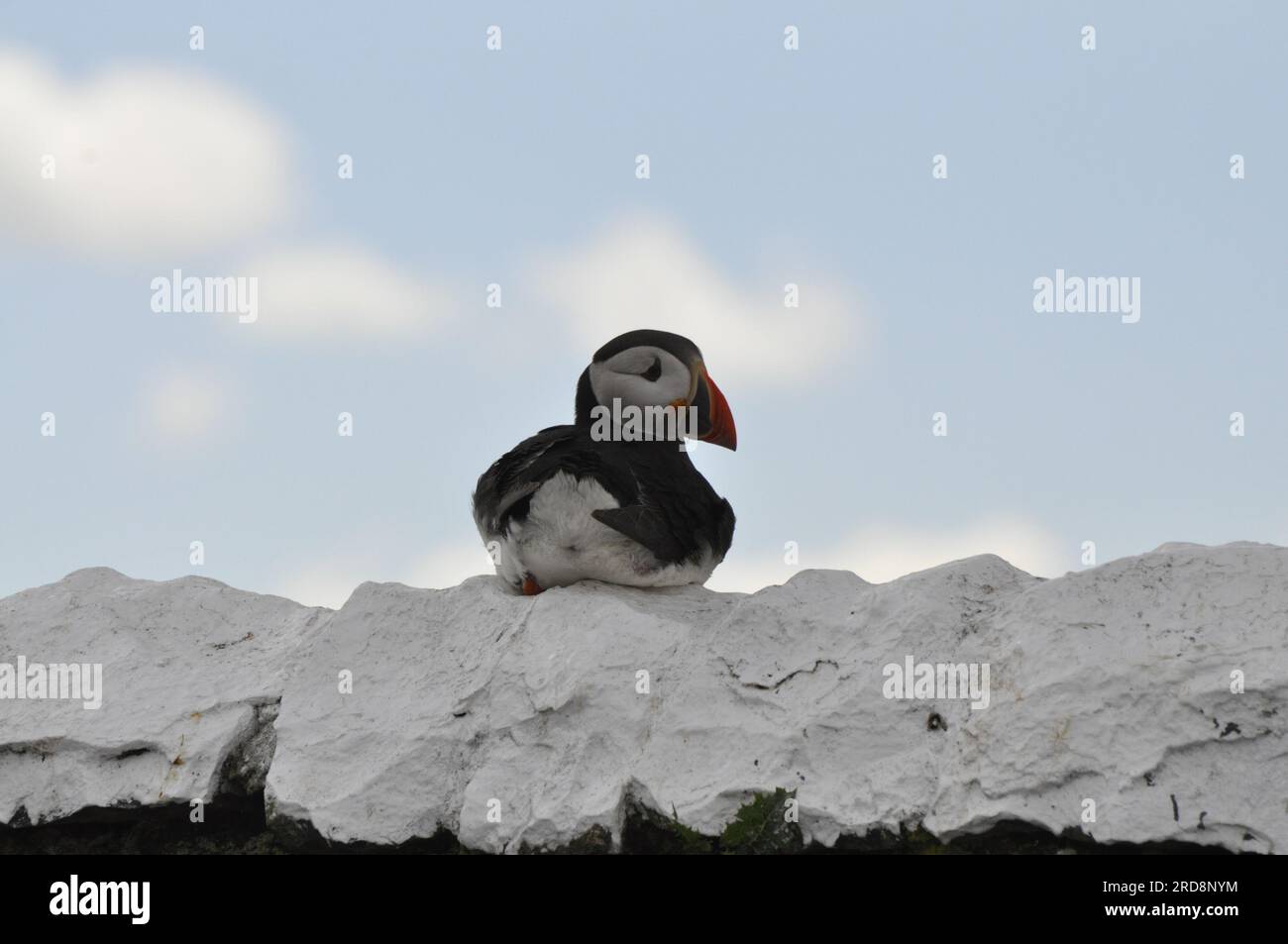 Puffin hovering hi-res stock photography and images - Alamy
