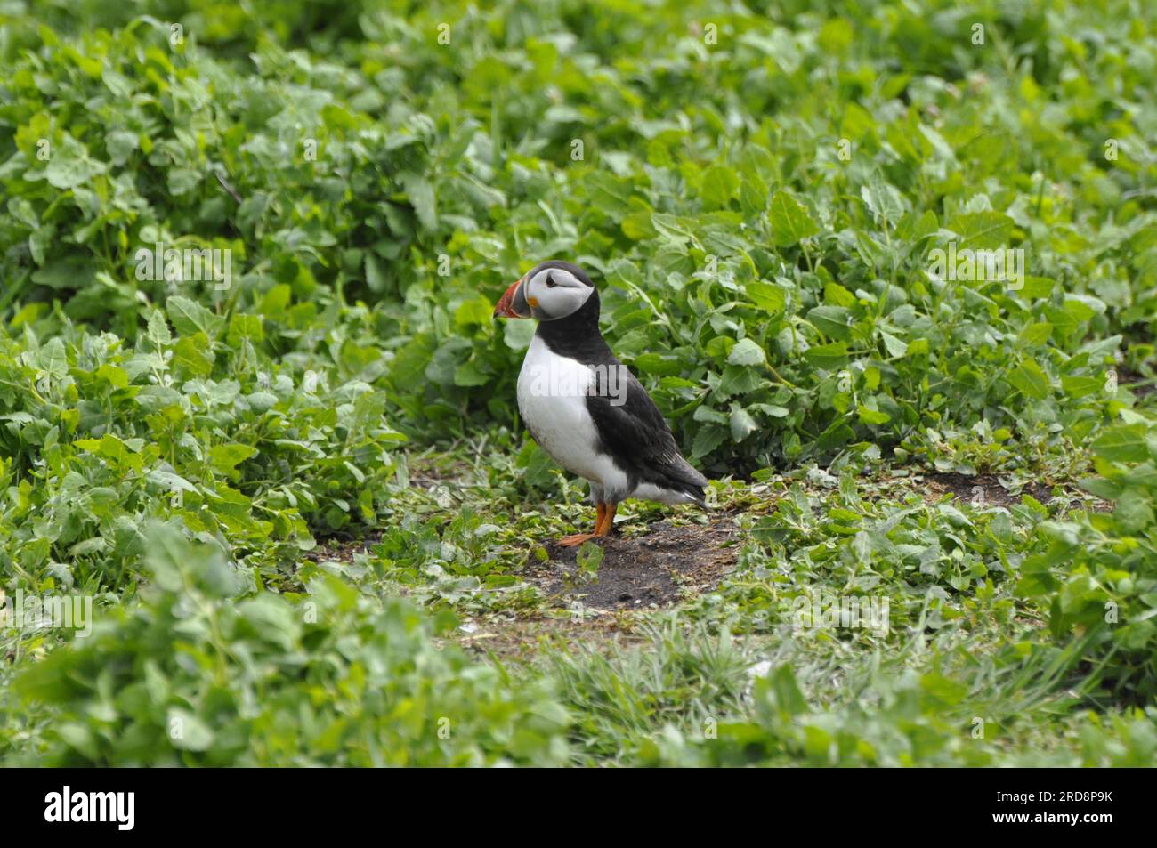 Puffin hovering hi-res stock photography and images - Alamy