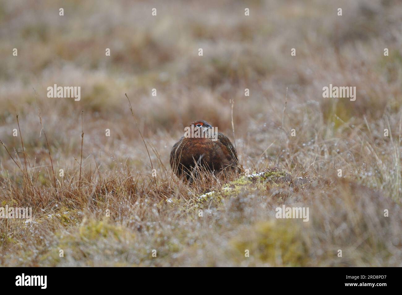 Black grouse and partridge hi-res stock photography and images - Alamy