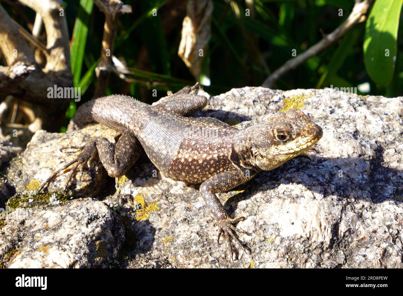 Close-up of lizard sheds skin on rock Stock Photo - Alamy
