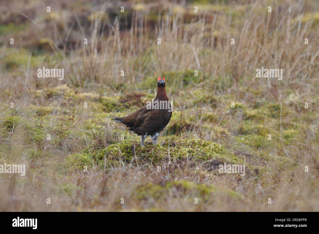 Black grouse and partridge hi-res stock photography and images - Alamy