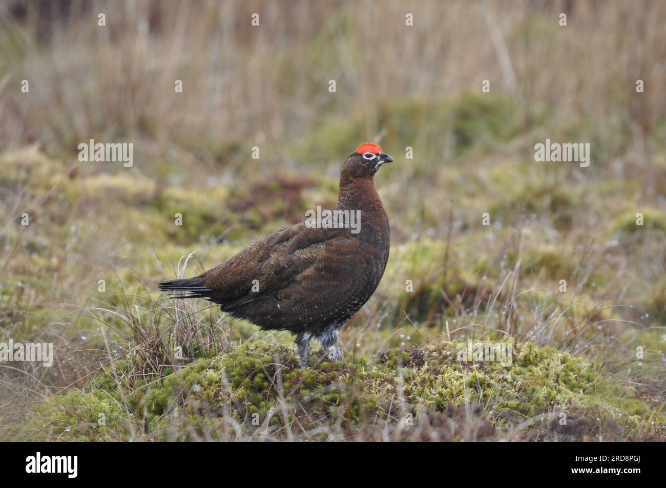 Black grouse and partridge hi-res stock photography and images - Alamy