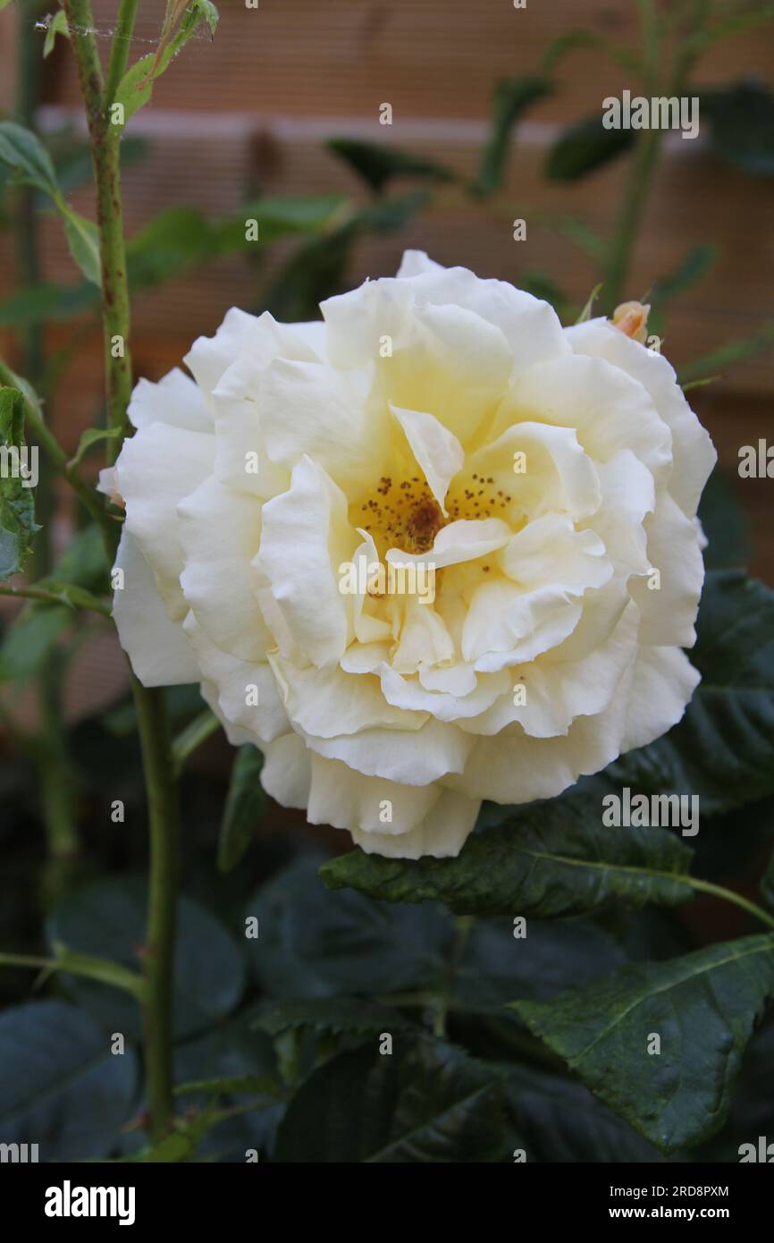 Home grown rose hi-res stock photography and images - Alamy