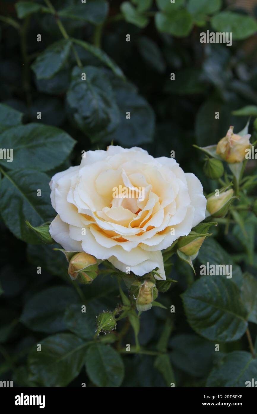 Home grown rose hi-res stock photography and images - Alamy