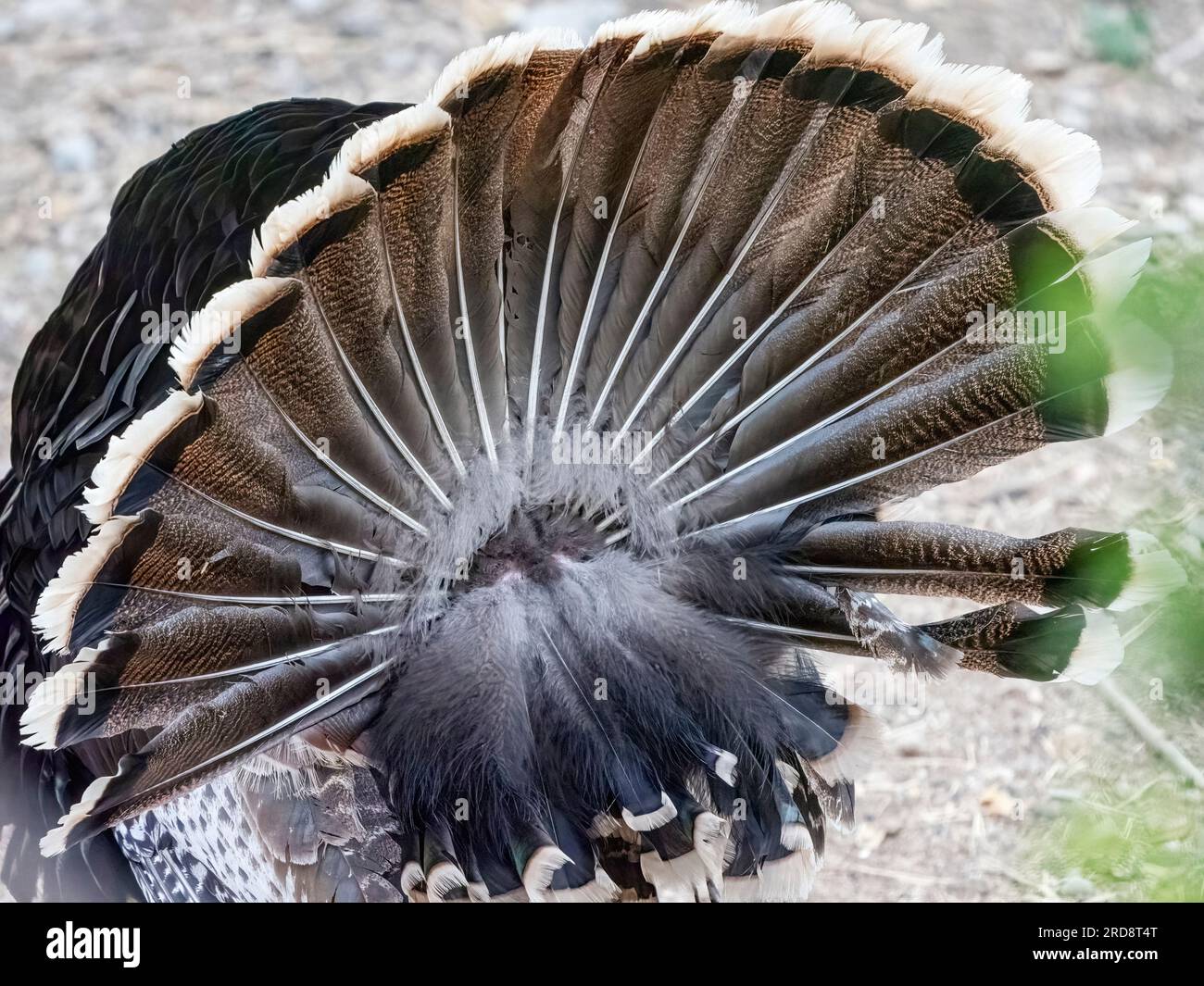 An adult wild turkey, Meleagris gallopavo, on the ground in Madera ...
