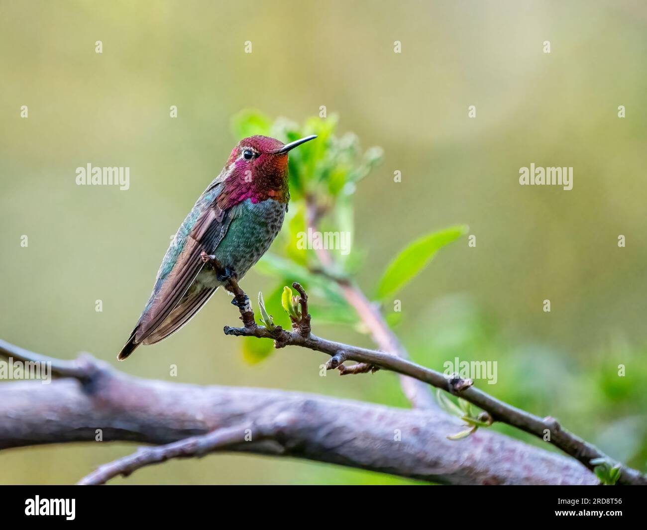 An adult male Anna's hummingbird, Calypte anna, perched in Madera ...