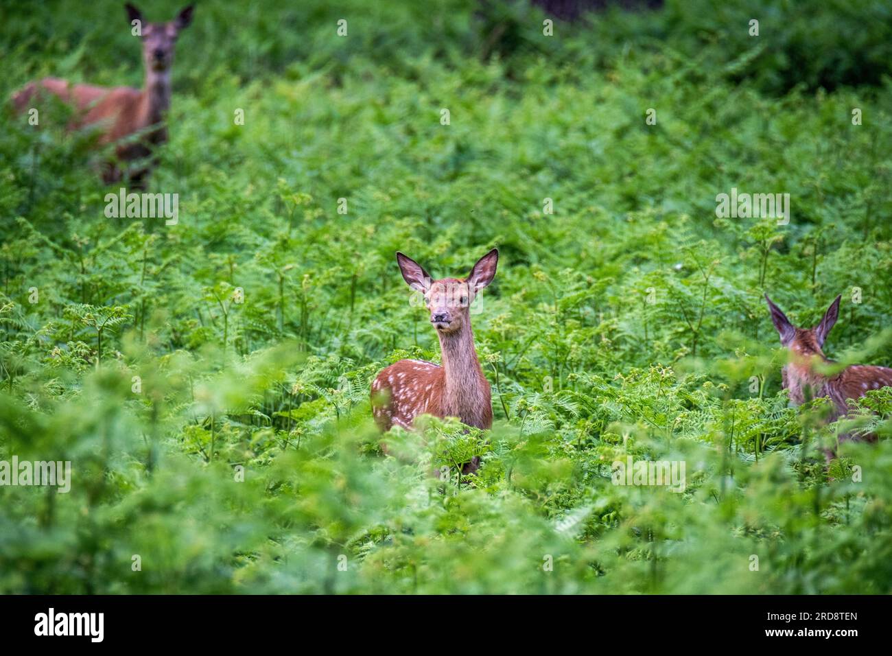 Red Deer Foal, Richmond Park, London, U.K Stock Photo - Alamy