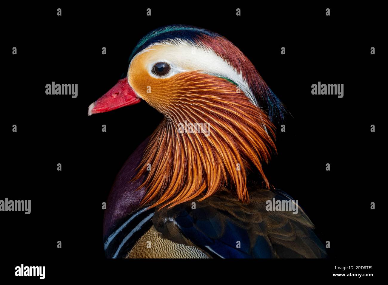 Duck london hi-res stock photography and images - Alamy