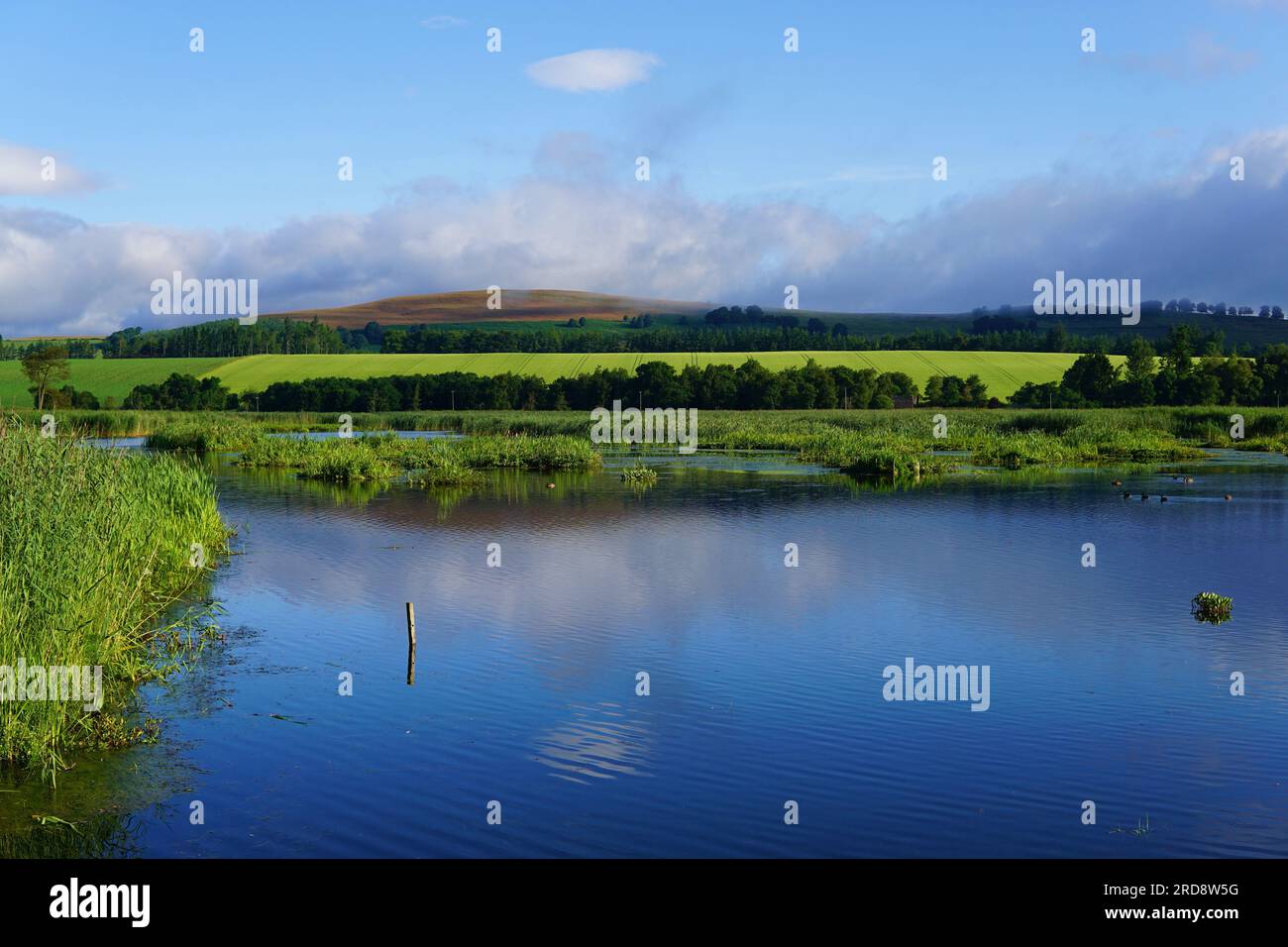 Loch Of Kinnordy Nature Reserve, Angus, Scotland - RSPB Stock Photo - Alamy