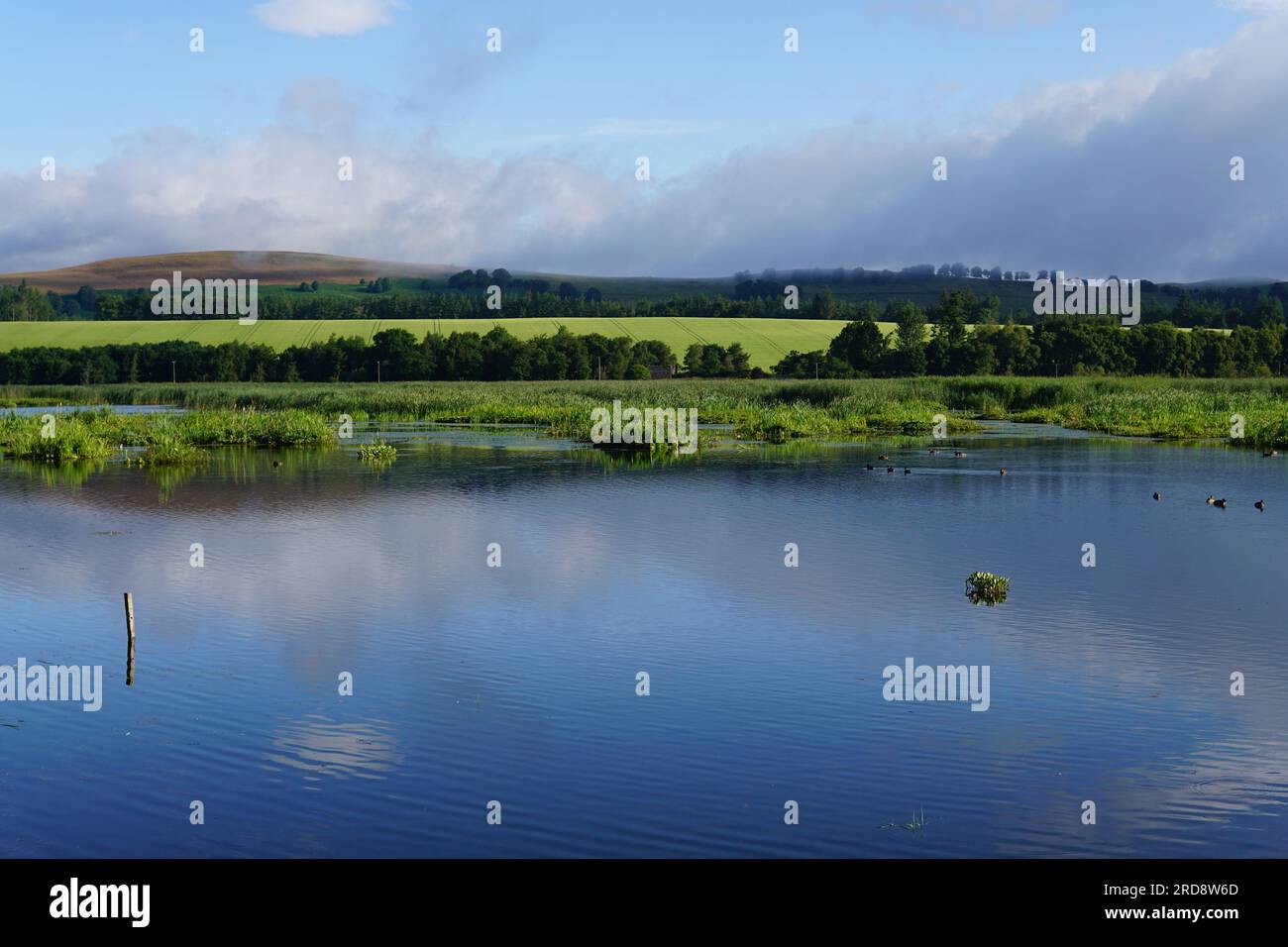 Loch Of Kinnordy Nature Reserve, Angus, Scotland - RSPB Stock Photo - Alamy