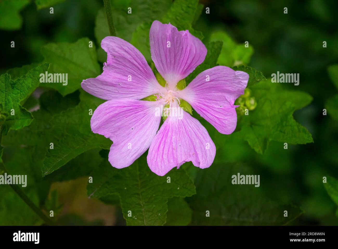 Musk mallow (malva moschata rosea) hi-res stock photography and images ...