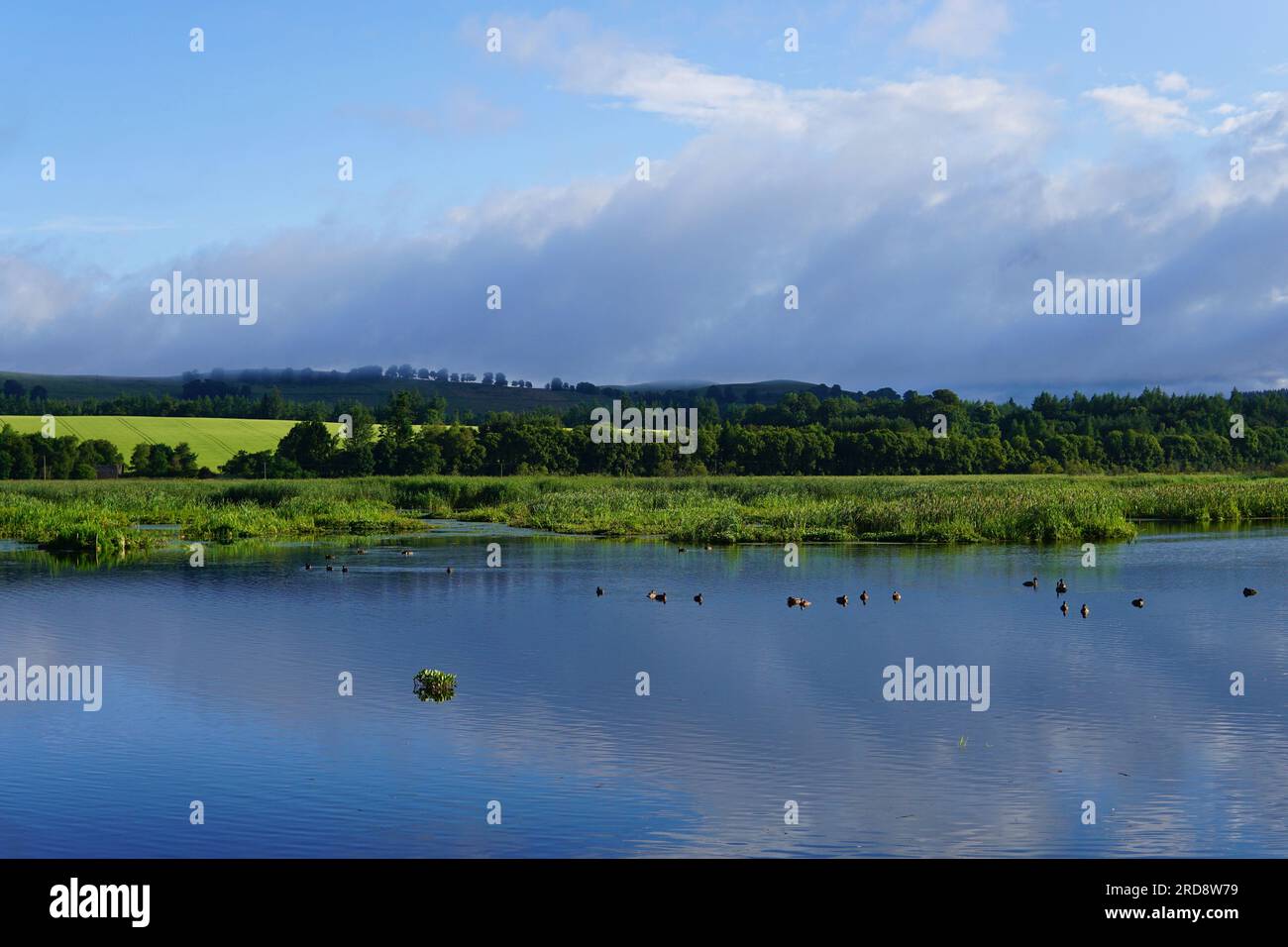 Loch Of Kinnordy Nature Reserve, Angus, Scotland - RSPB Stock Photo - Alamy