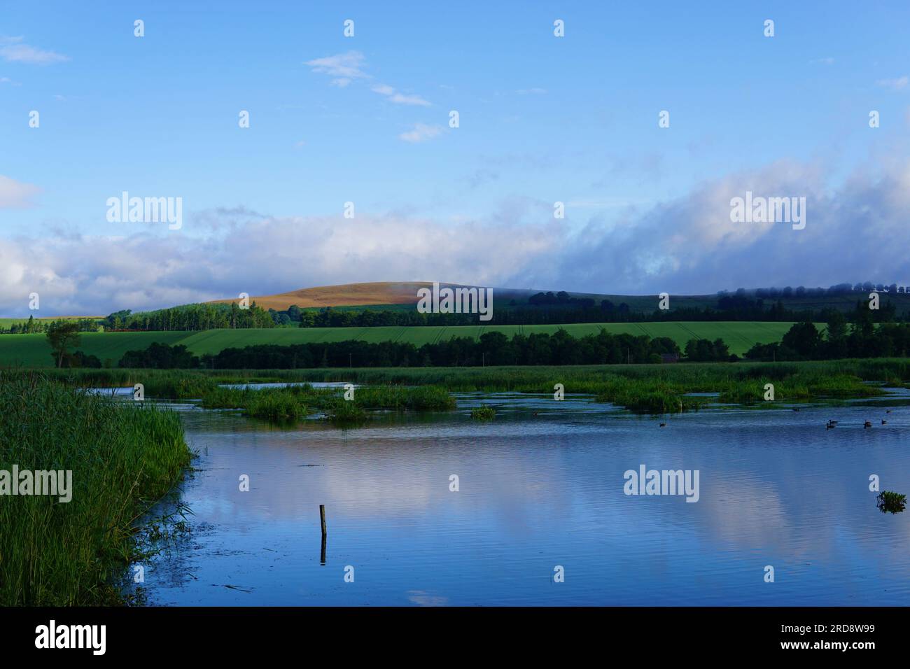 Loch Of Kinnordy Nature Reserve, Angus, Scotland - RSPB Stock Photo - Alamy