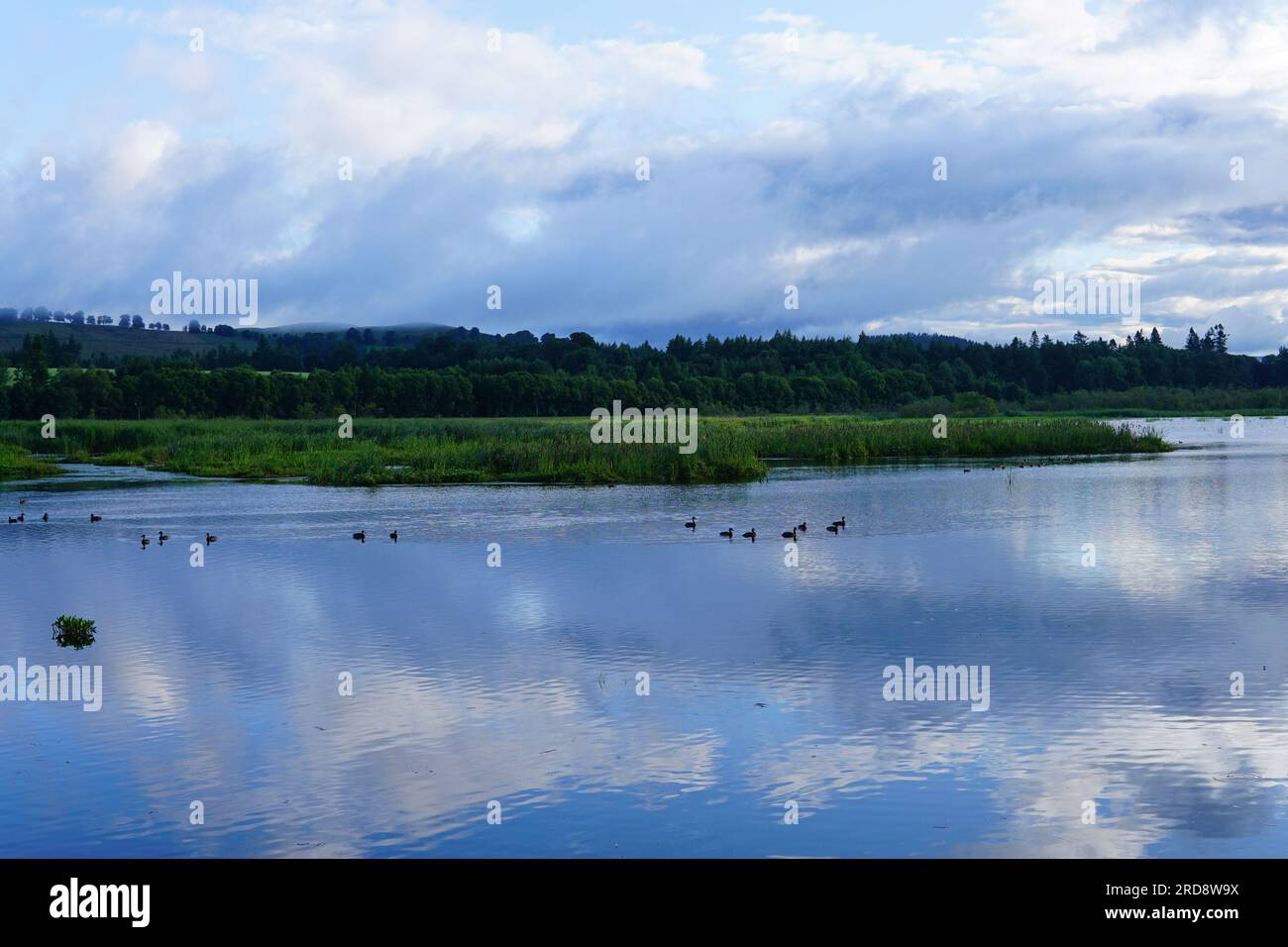 Loch Of Kinnordy Nature Reserve, Angus, Scotland - RSPB Stock Photo - Alamy
