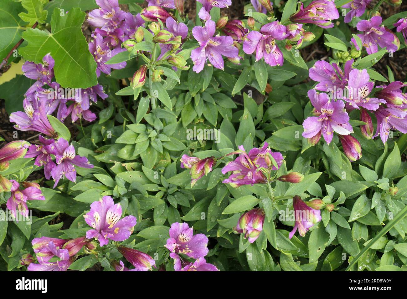 Closeup of the purple blue flowering Peruvian Lily perennial garden ...