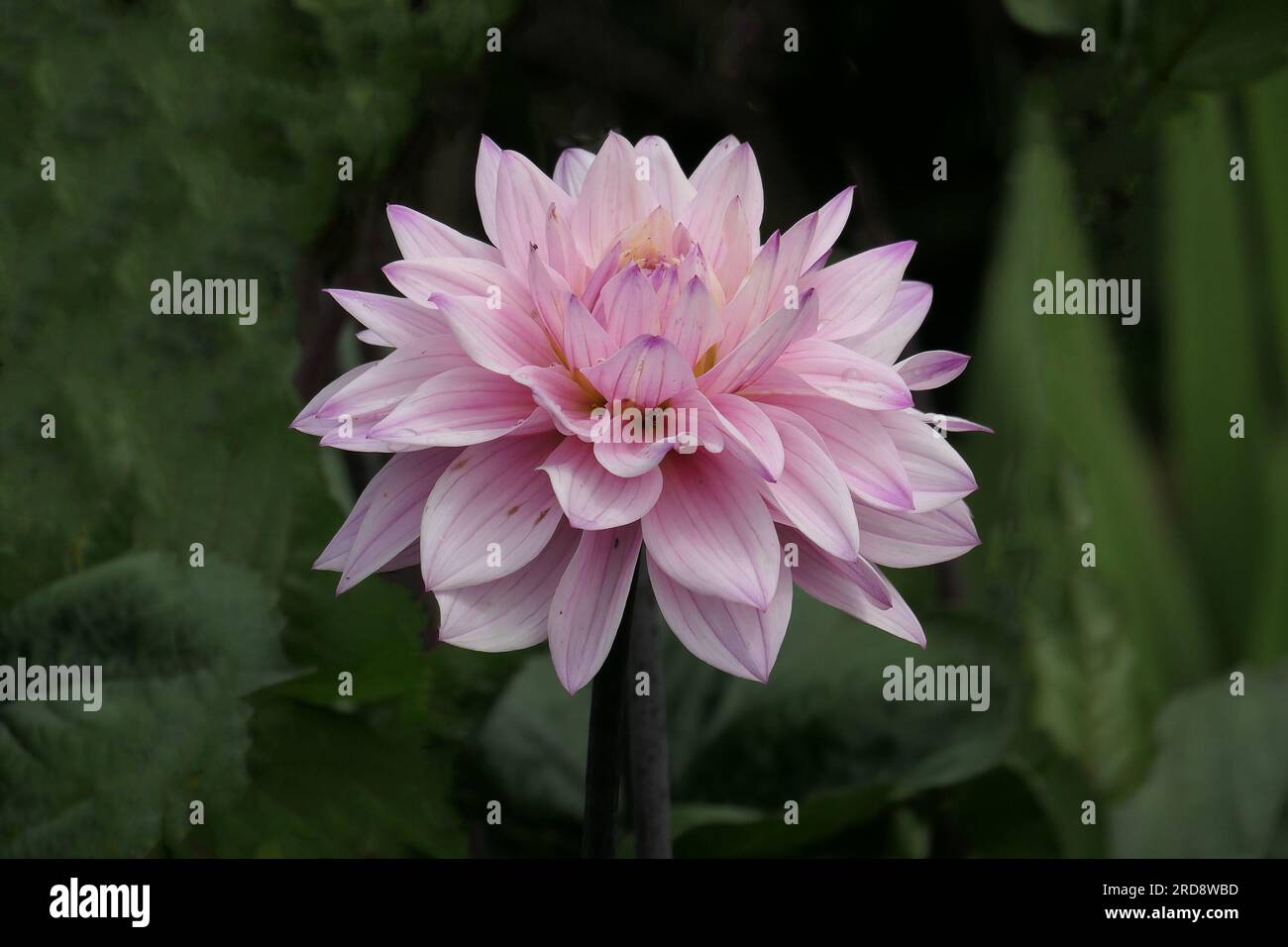Closeup of the garden flowering Dahlia Melody Harmony Stock Photo - Alamy