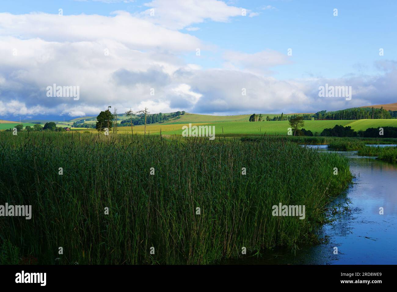 Loch Of Kinnordy Nature Reserve, Angus, Scotland - RSPB Stock Photo - Alamy