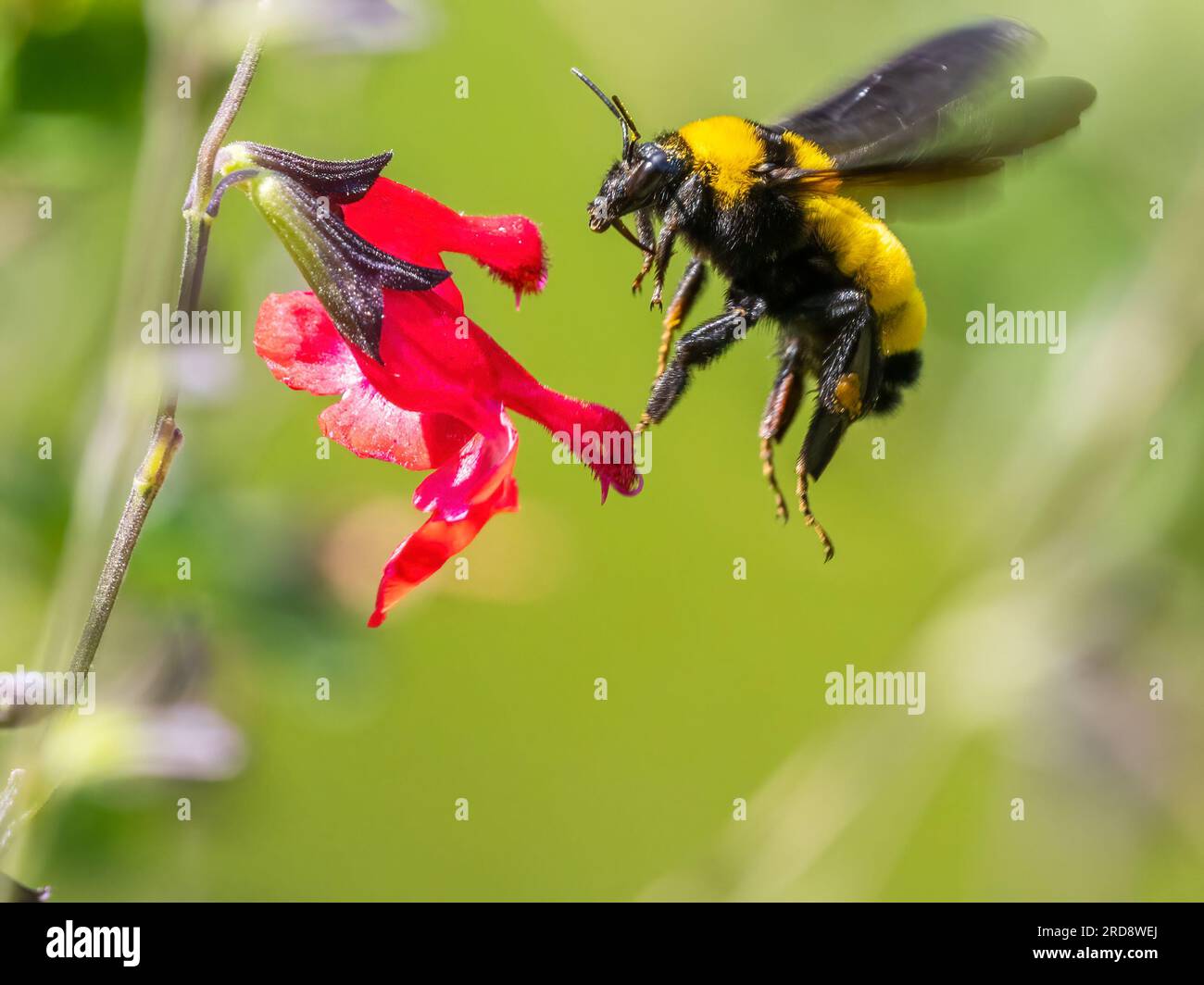 Pollinating hi-res stock photography and images - Alamy