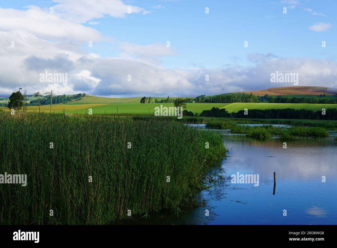 Loch Of Kinnordy Nature Reserve, Angus, Scotland - RSPB Stock Photo - Alamy
