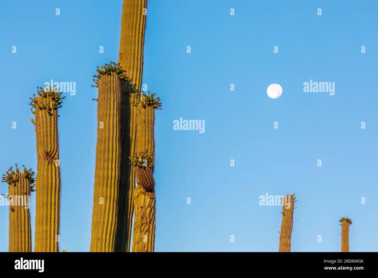 Saguaro cactus, Carnegiea gigantea, photographed under a waning moon in ...