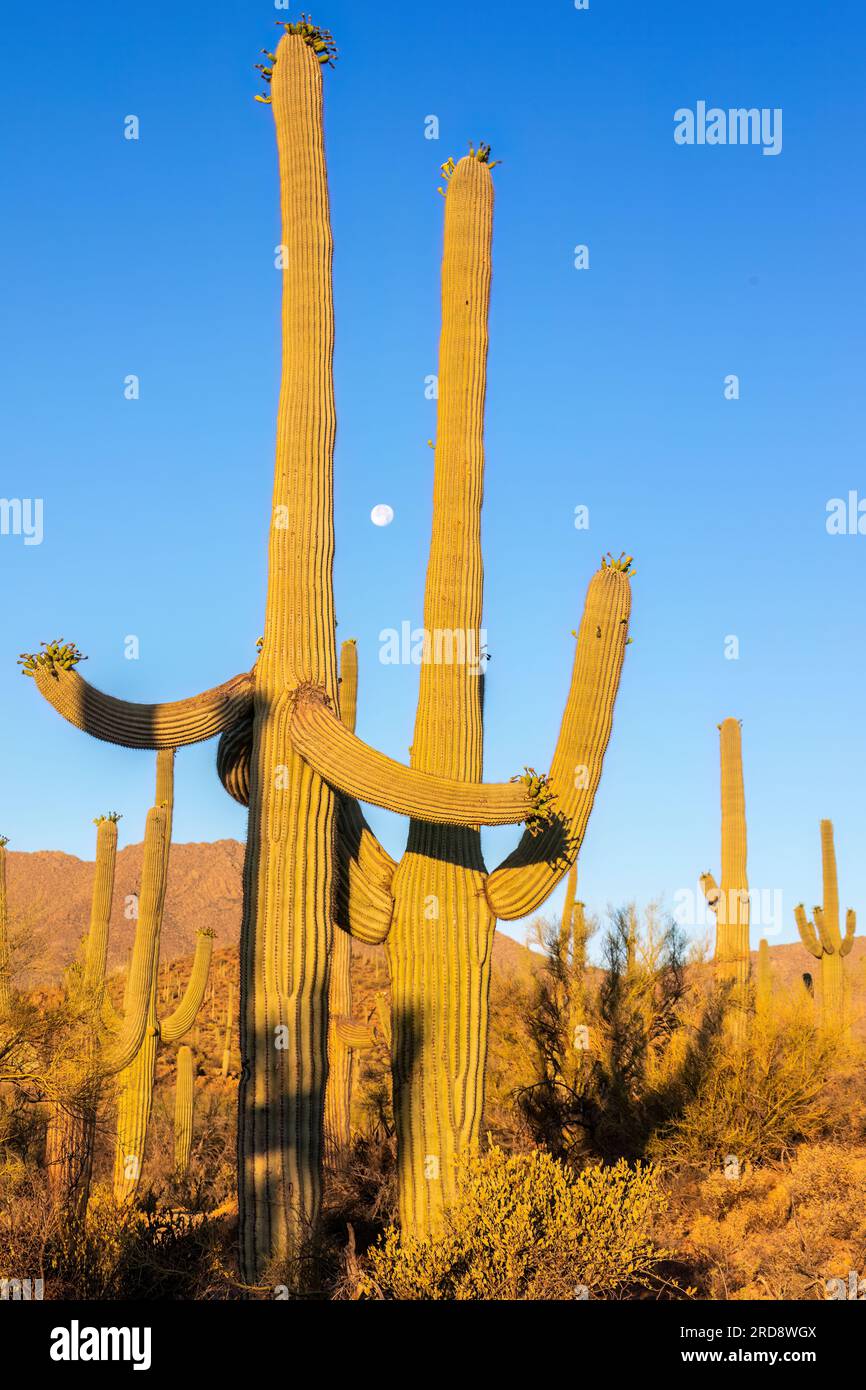 Moon cactus hi-res stock photography and images - Alamy