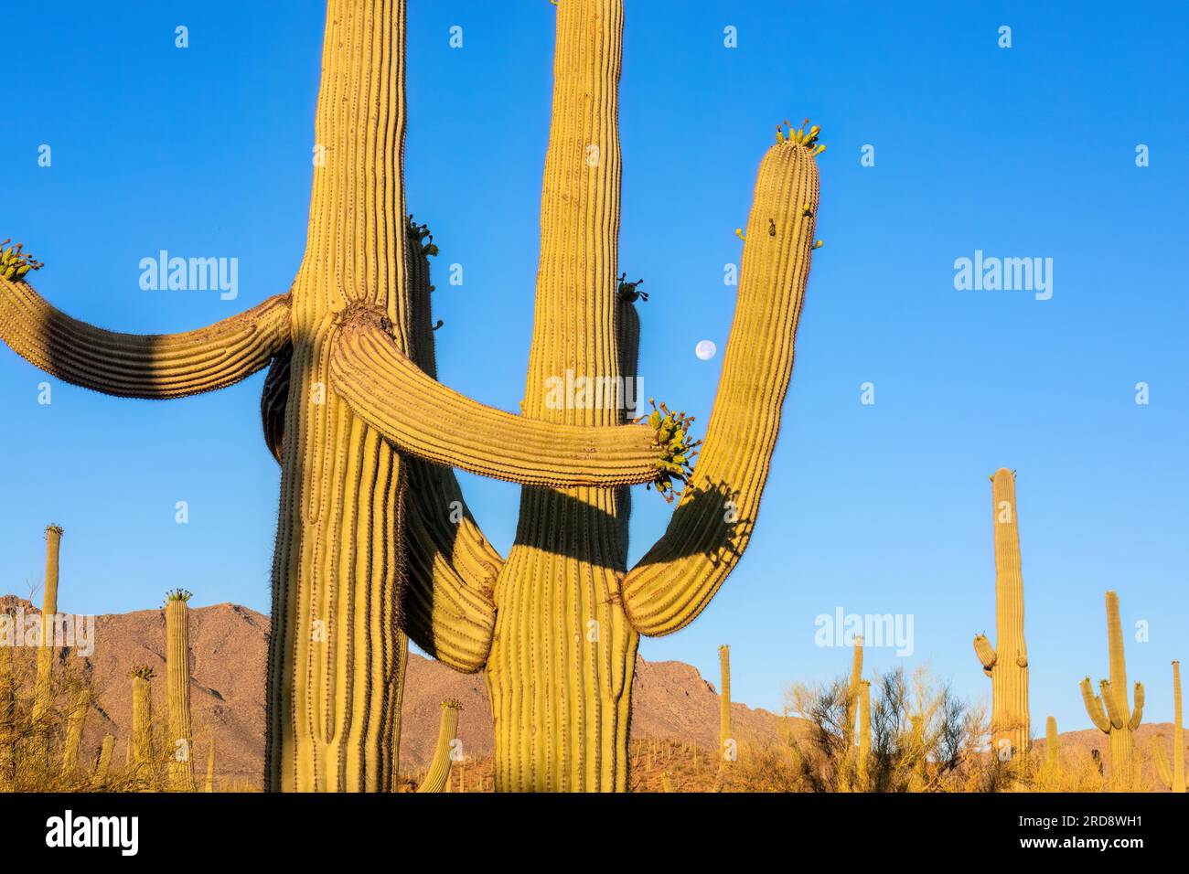 Saguaro cactus, Carnegiea gigantea, photographed under a waning moon in ...