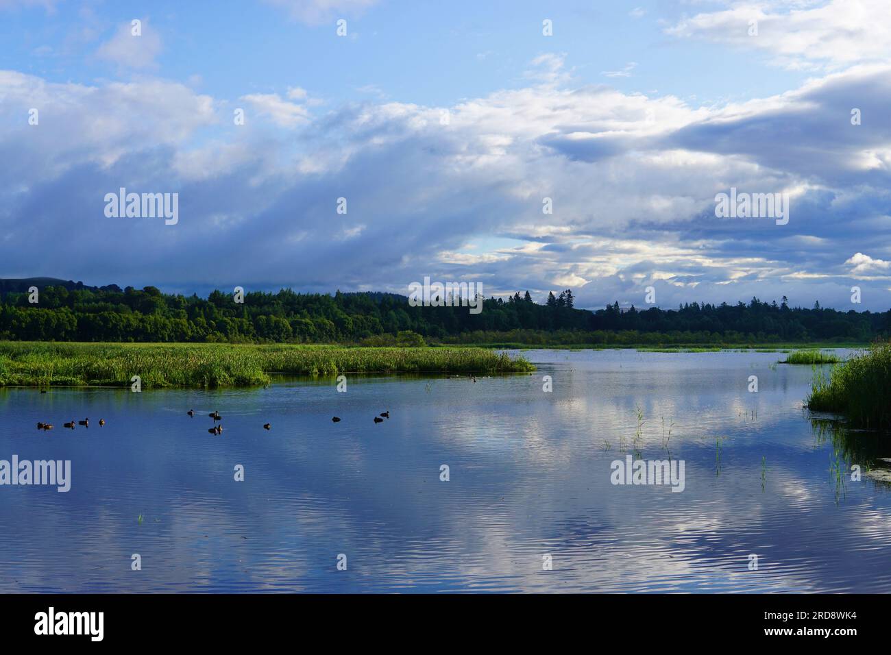 Loch Of Kinnordy Nature Reserve, Angus, Scotland - RSPB Stock Photo - Alamy