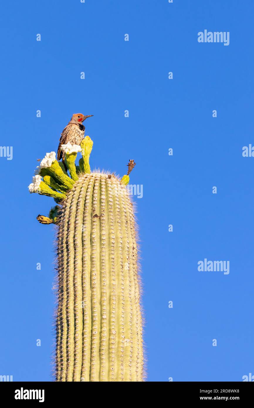Saguaro cactus bird hi-res stock photography and images - Alamy