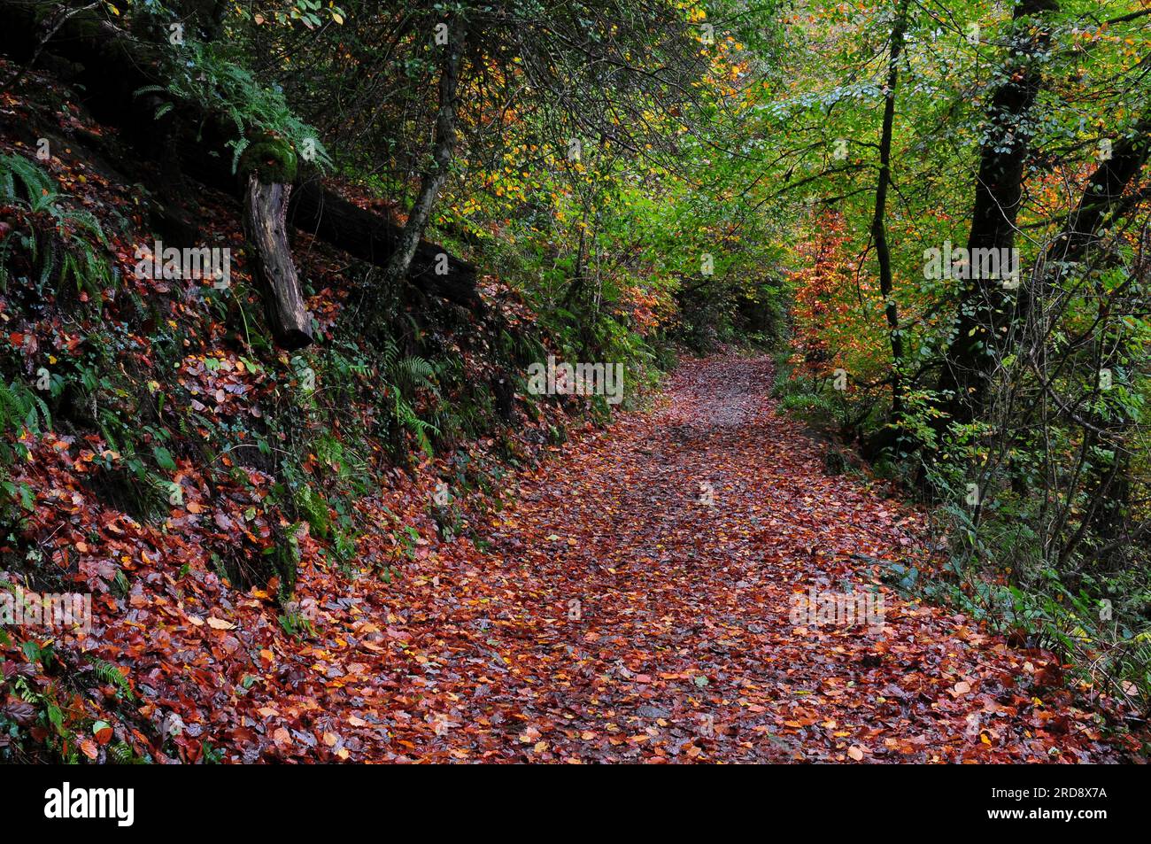 Tarr steps circular walk in the Barle valley on Exmoor National Park ...