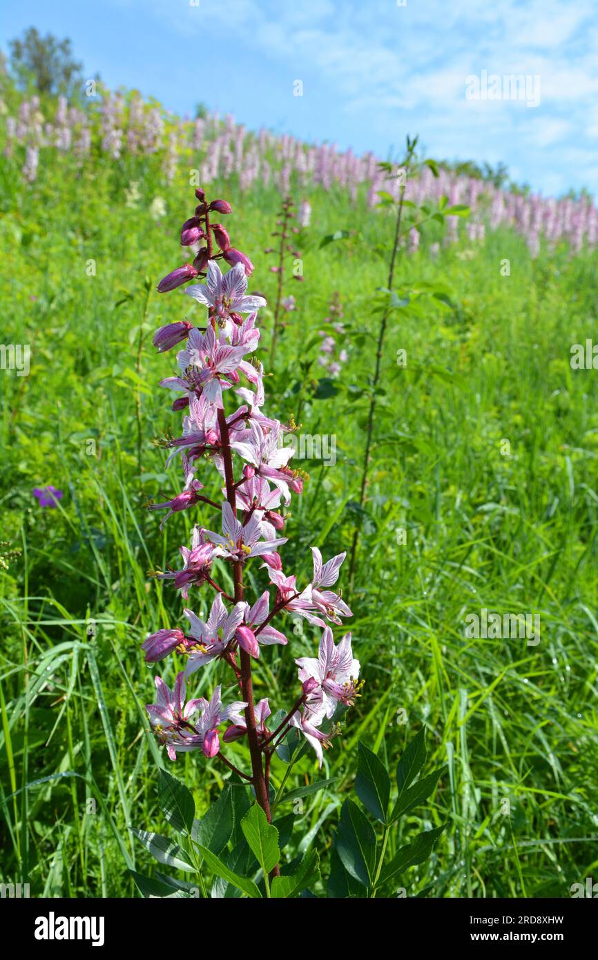 In the wild it blooms rare, Red Book, medicinal and ornamental plant ...