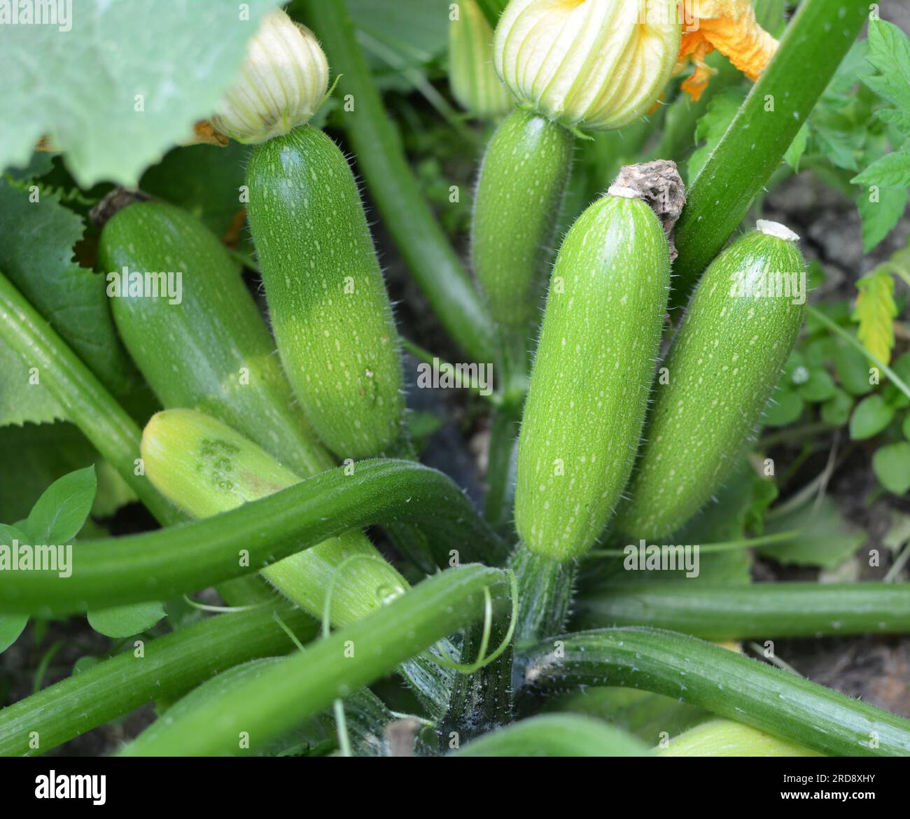 Courgette with fruits, flowers and leaves growing on the land Stock ...