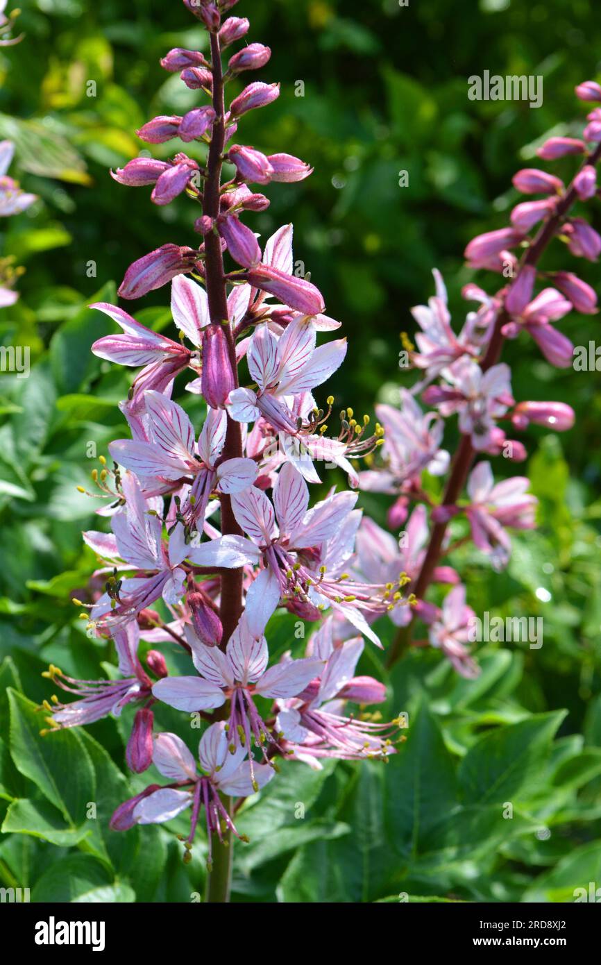 In the wild it blooms rare, Red Book, medicinal and ornamental plant ...