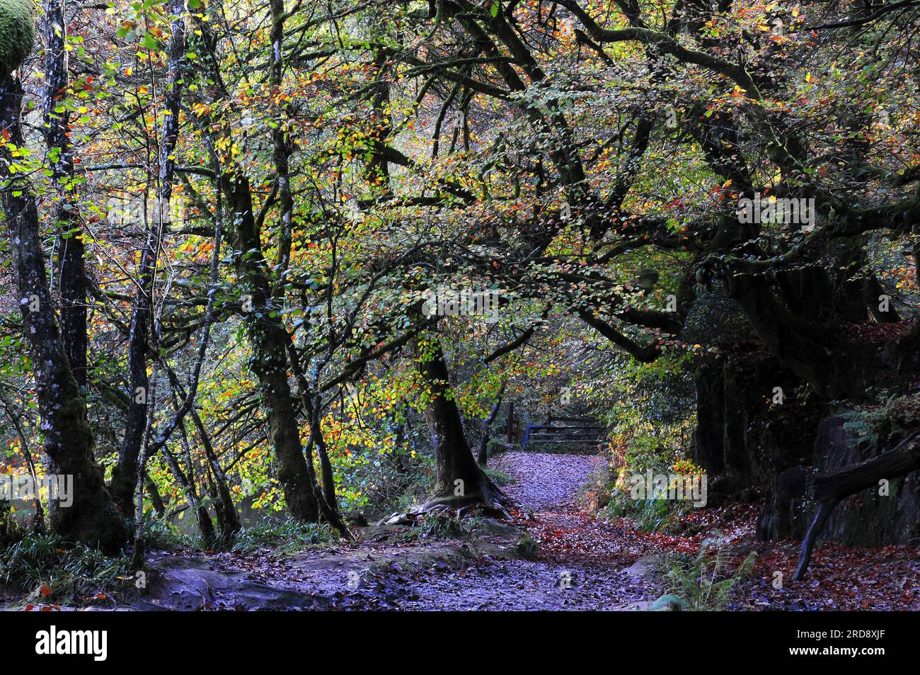 Tarr steps circular walk in the Barle valley on Exmoor National Park ...