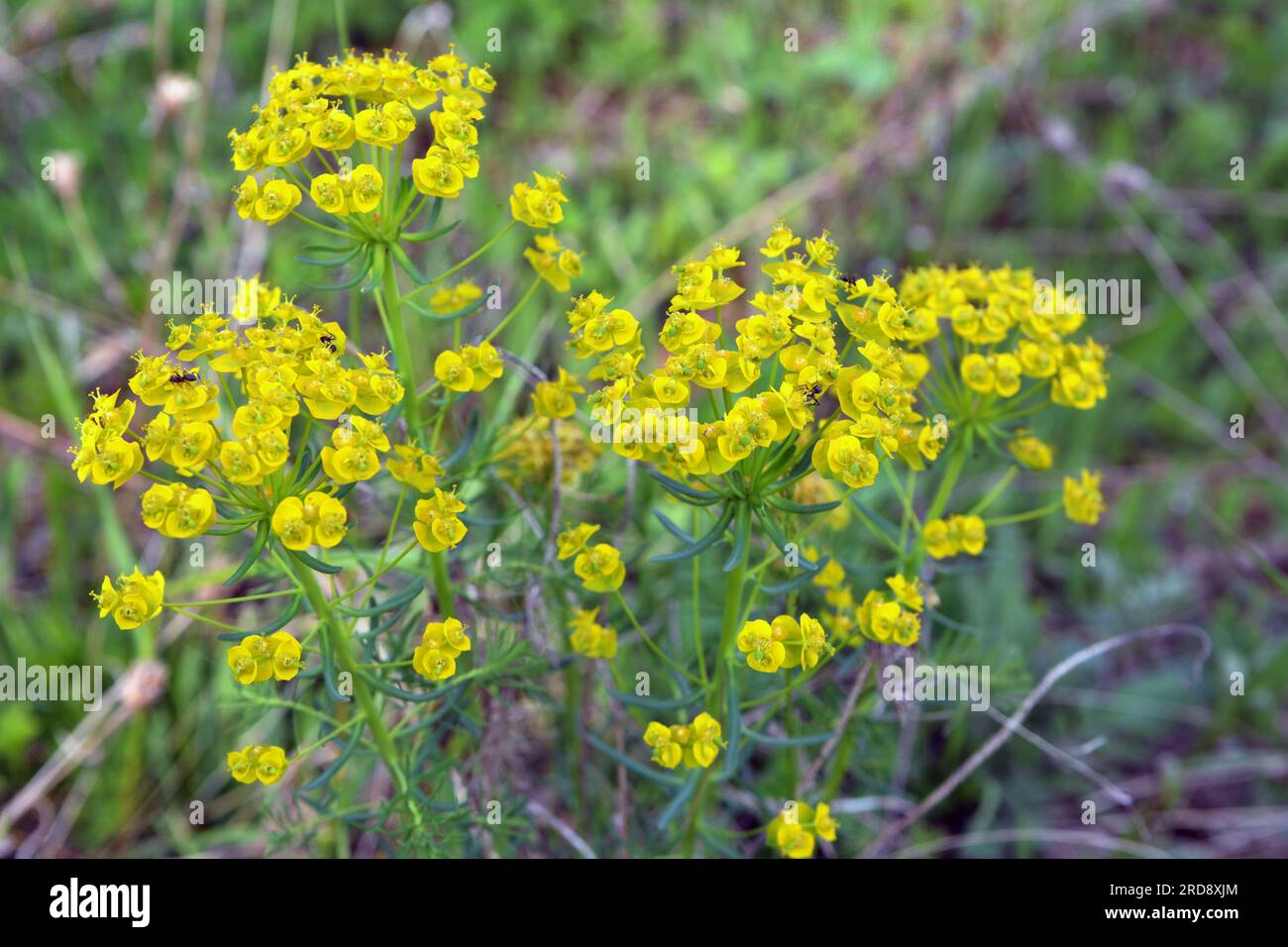 In the spring of wild herbs, Euphorbia cyparissias blooms Stock Photo ...