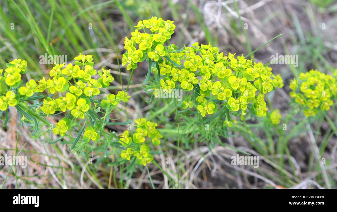 In the spring of wild herbs, Euphorbia cyparissias blooms Stock Photo ...