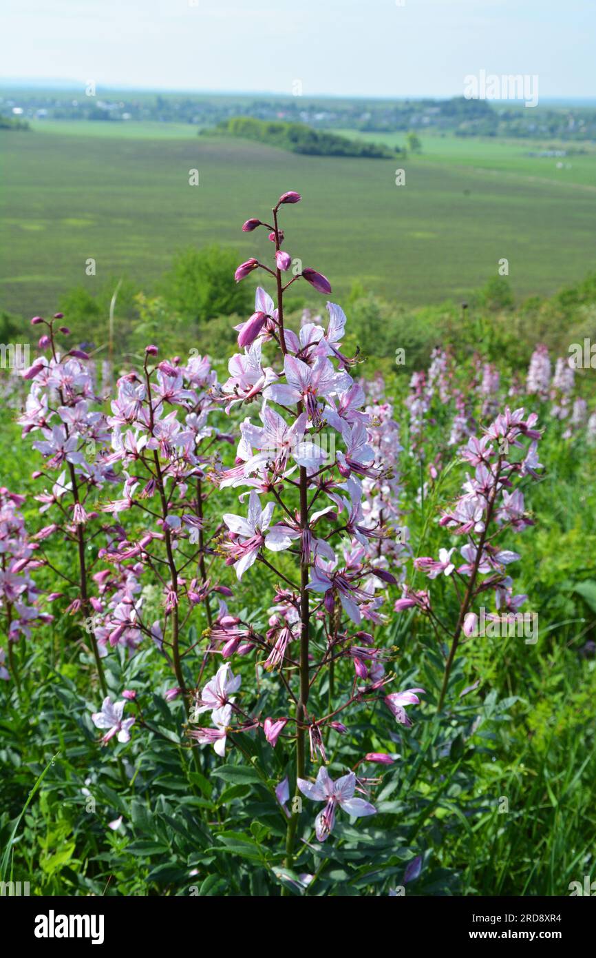 In the wild it blooms rare, Red Book, medicinal and ornamental plant ...