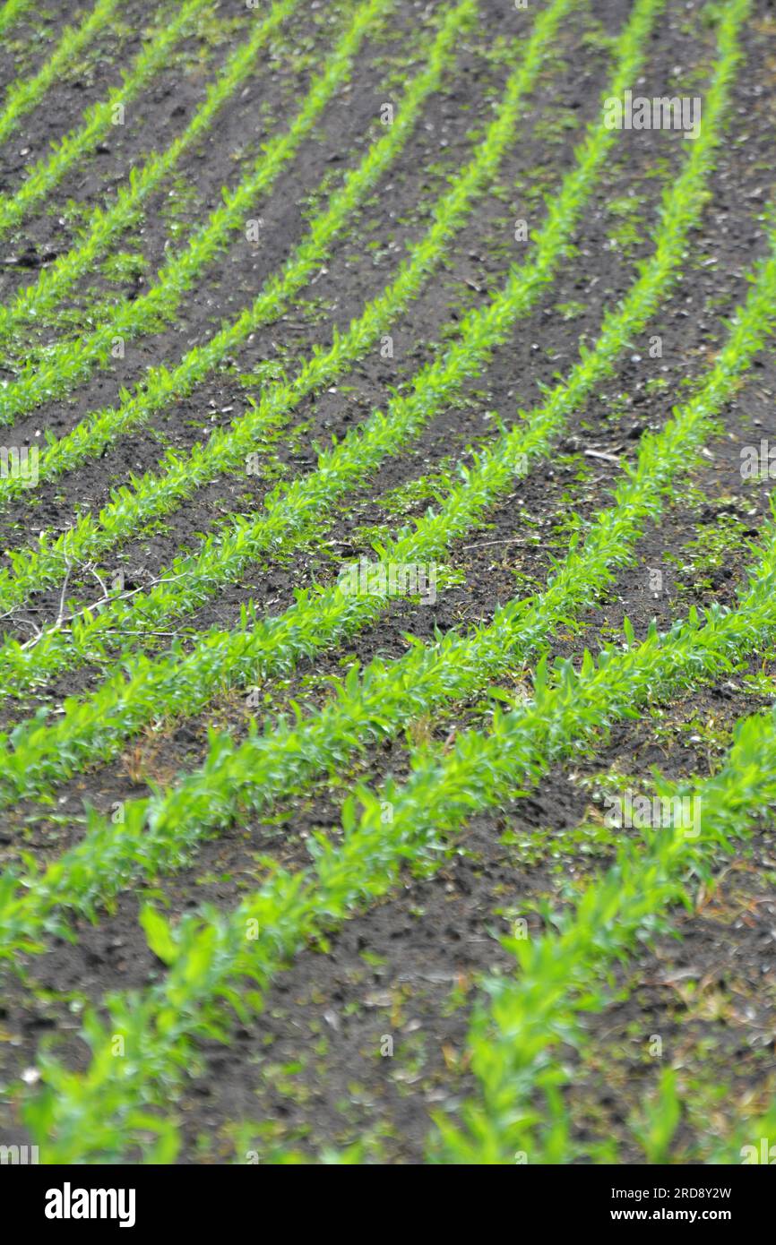 In the farmer's field there are rows of young corn seedlings Stock ...